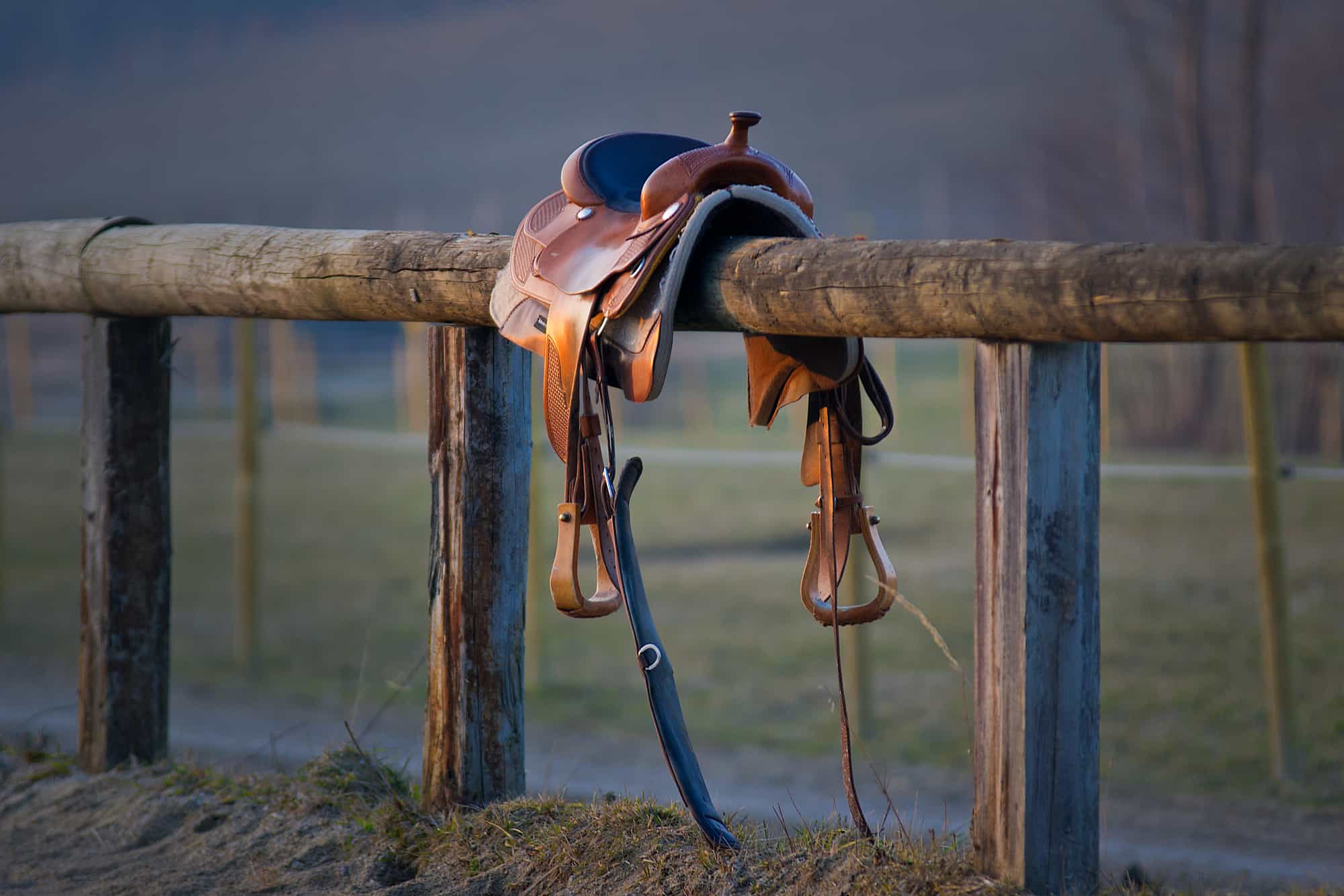 10 Best Training Saddles Actually Worth the Money ([current_year ...